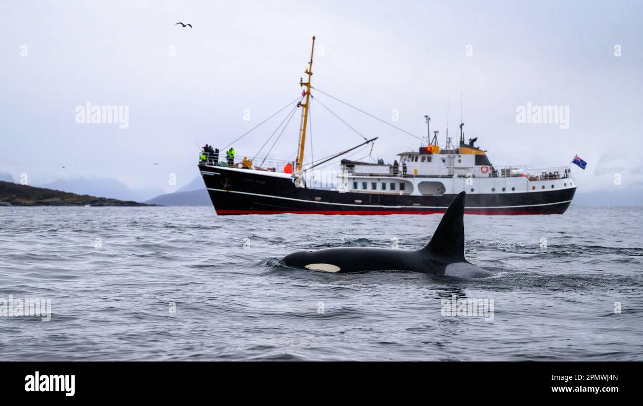 Orca killer whale (Orcinus orca) spotted at whale watching outside ...