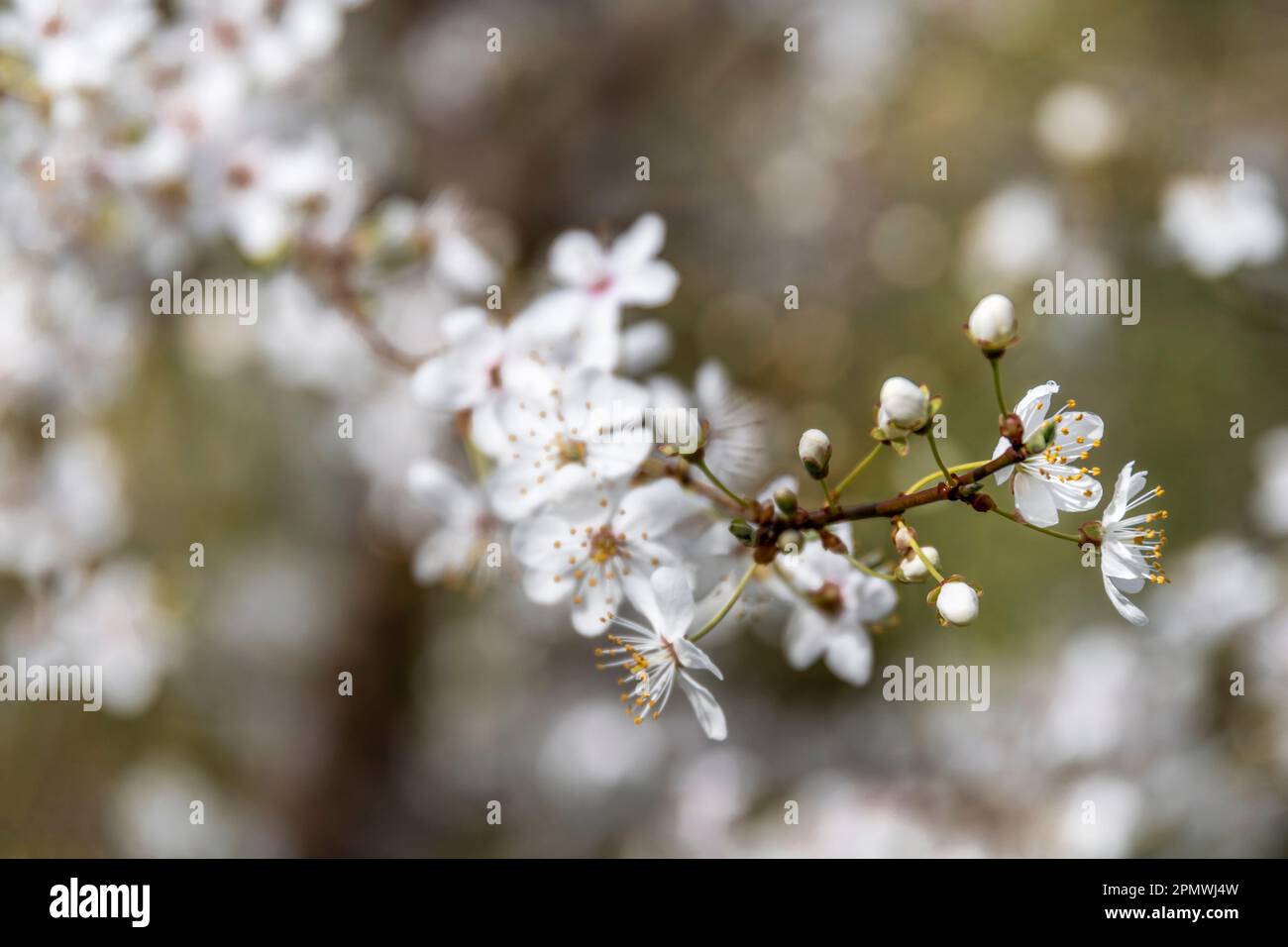 White prunus blossom hi-res stock photography and images - Alamy