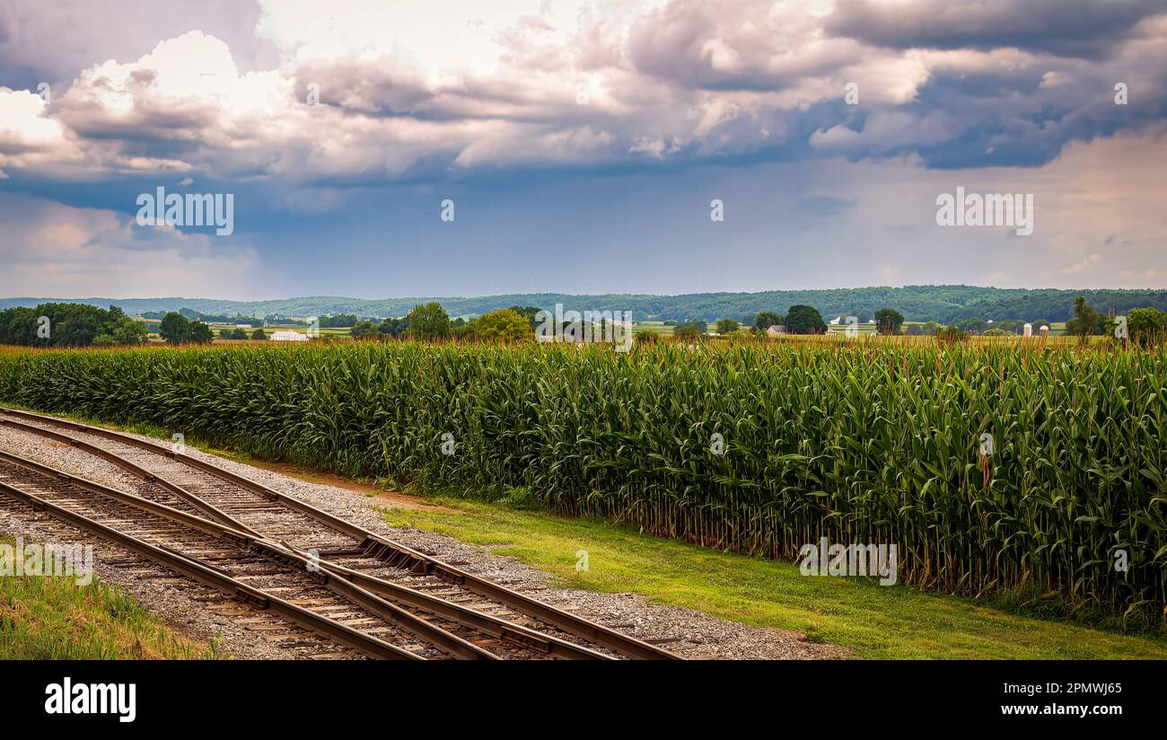 Corn stalks in a storm hi-res stock photography and images - Alamy