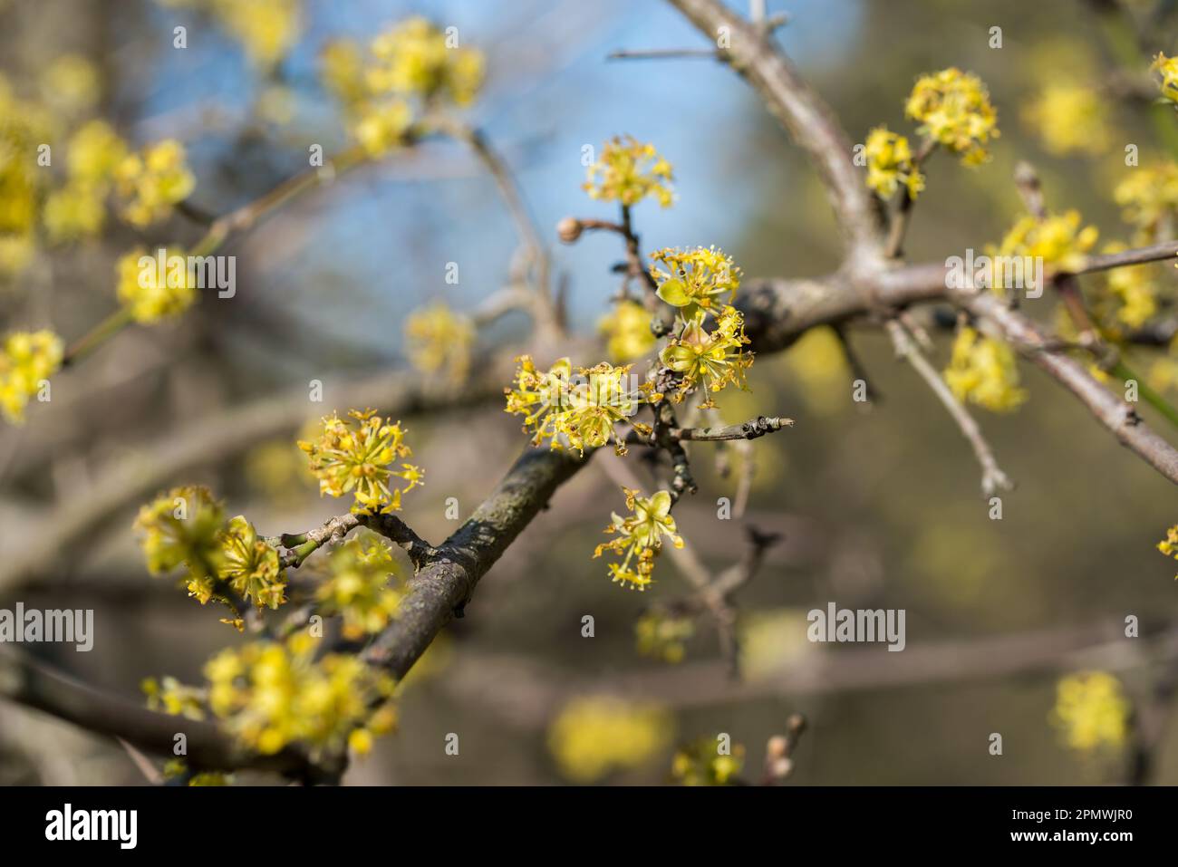 Cornus mas cornel cornelian hi-res stock photography and images - Alamy
