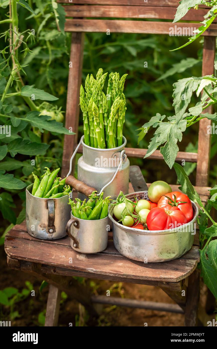 Fresh and ripe mix of vegetables in a rustic greenhouse. Homemade ...
