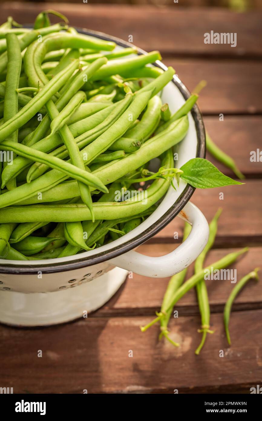 Healthy and raw green beans growed in the garden. Homegrown vegetables ...