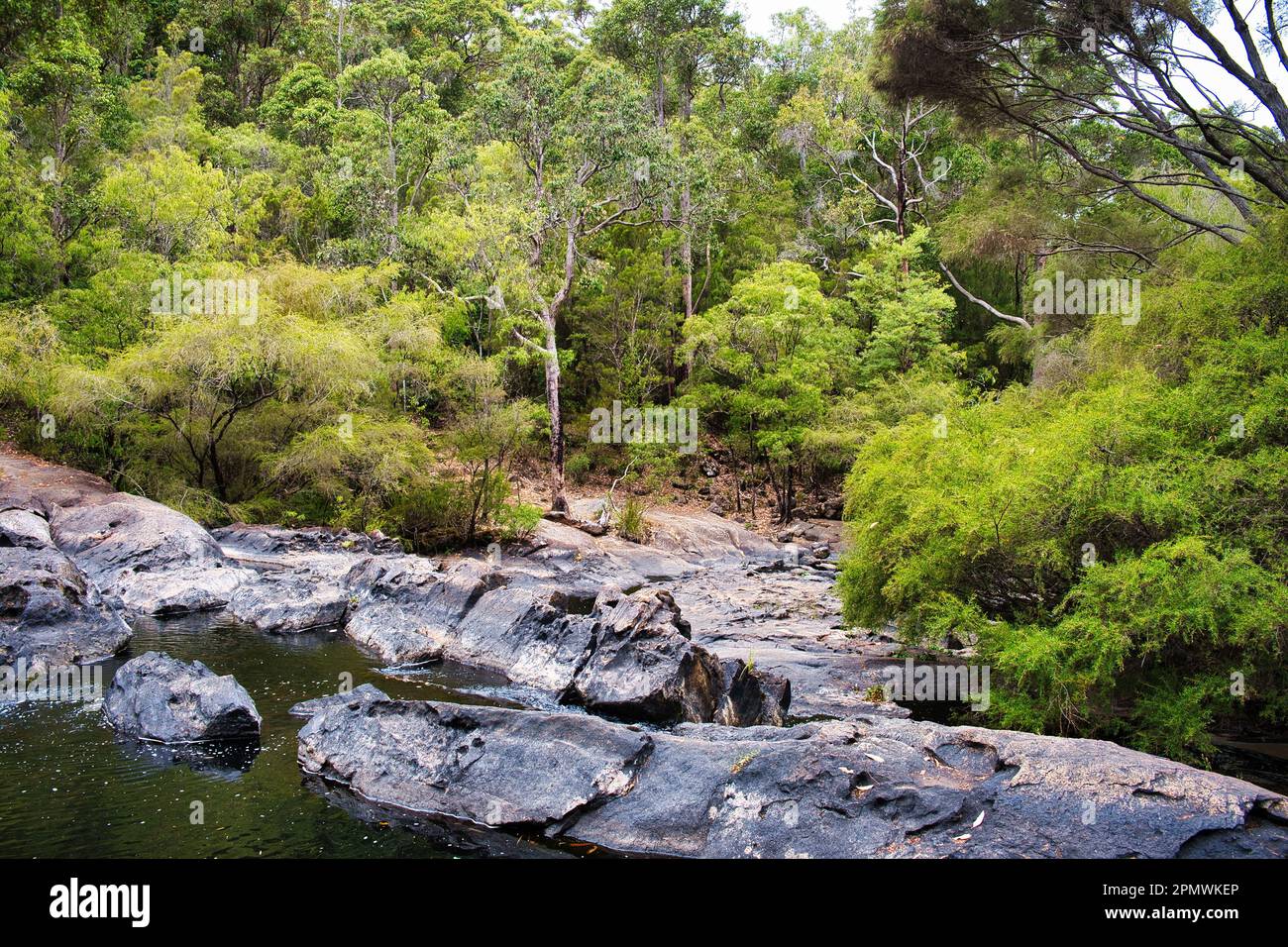 Steep, rocky riverbed in a dense forest: the Lefroy Brook in the karri ...