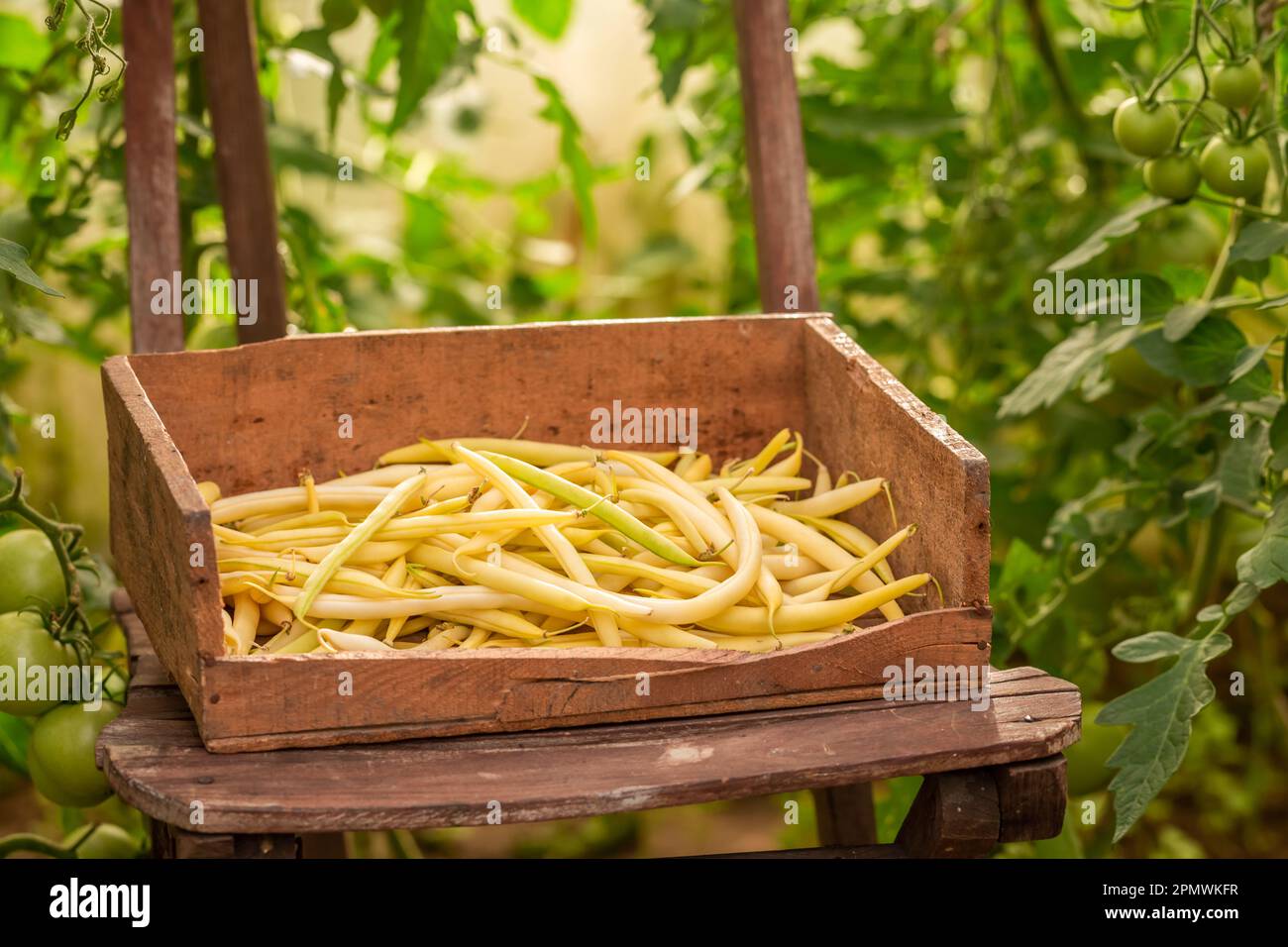 Raw and healthy yellow beans growed in the greenhouse. Homegrown ...