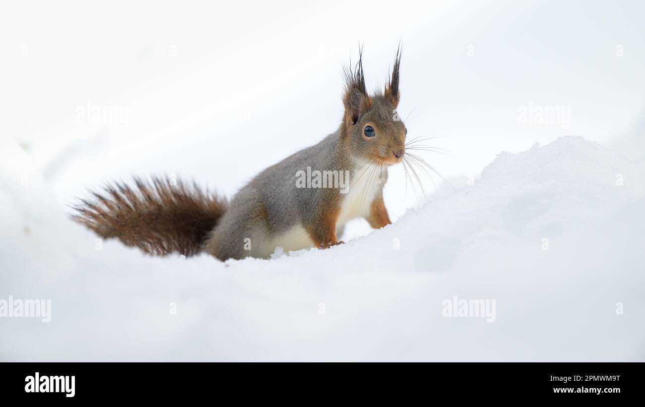Cute Norwegian Red squirrel (Sciurus vulgaris) in snow Stock Photo - Alamy
