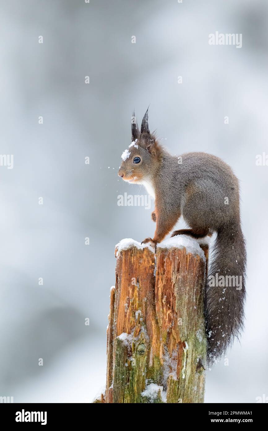 Cute Norwegian Red squirrel (Sciurus vulgaris) in snow Stock Photo - Alamy