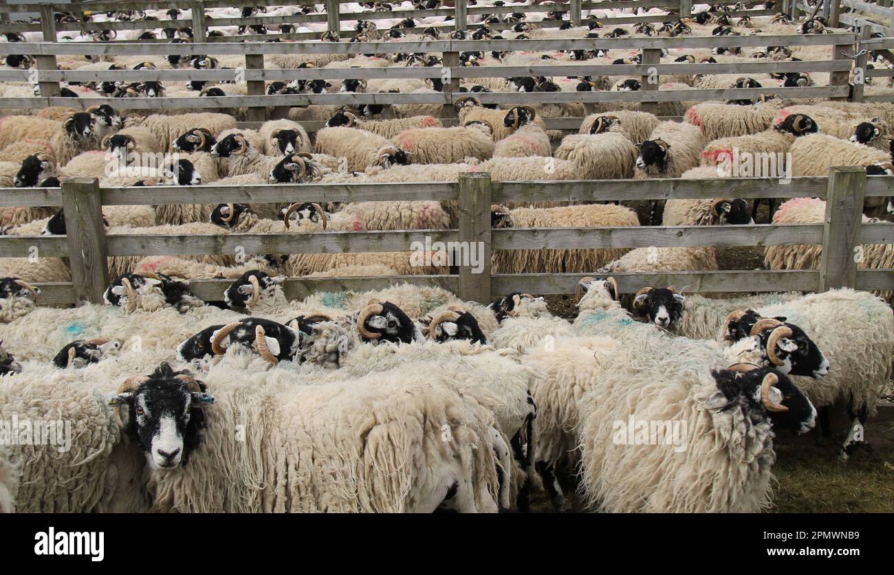 Wooden Pens Holding Black Faced Farm Sheep Stock Photo - Alamy