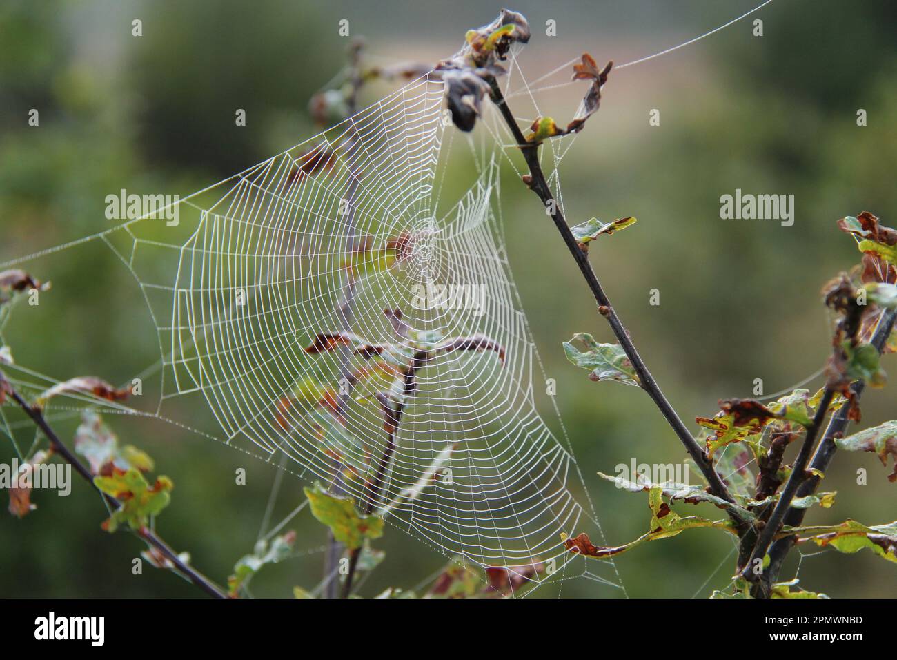 A Large Spiders Web in a Countryside Meadow Stock Photo - Alamy