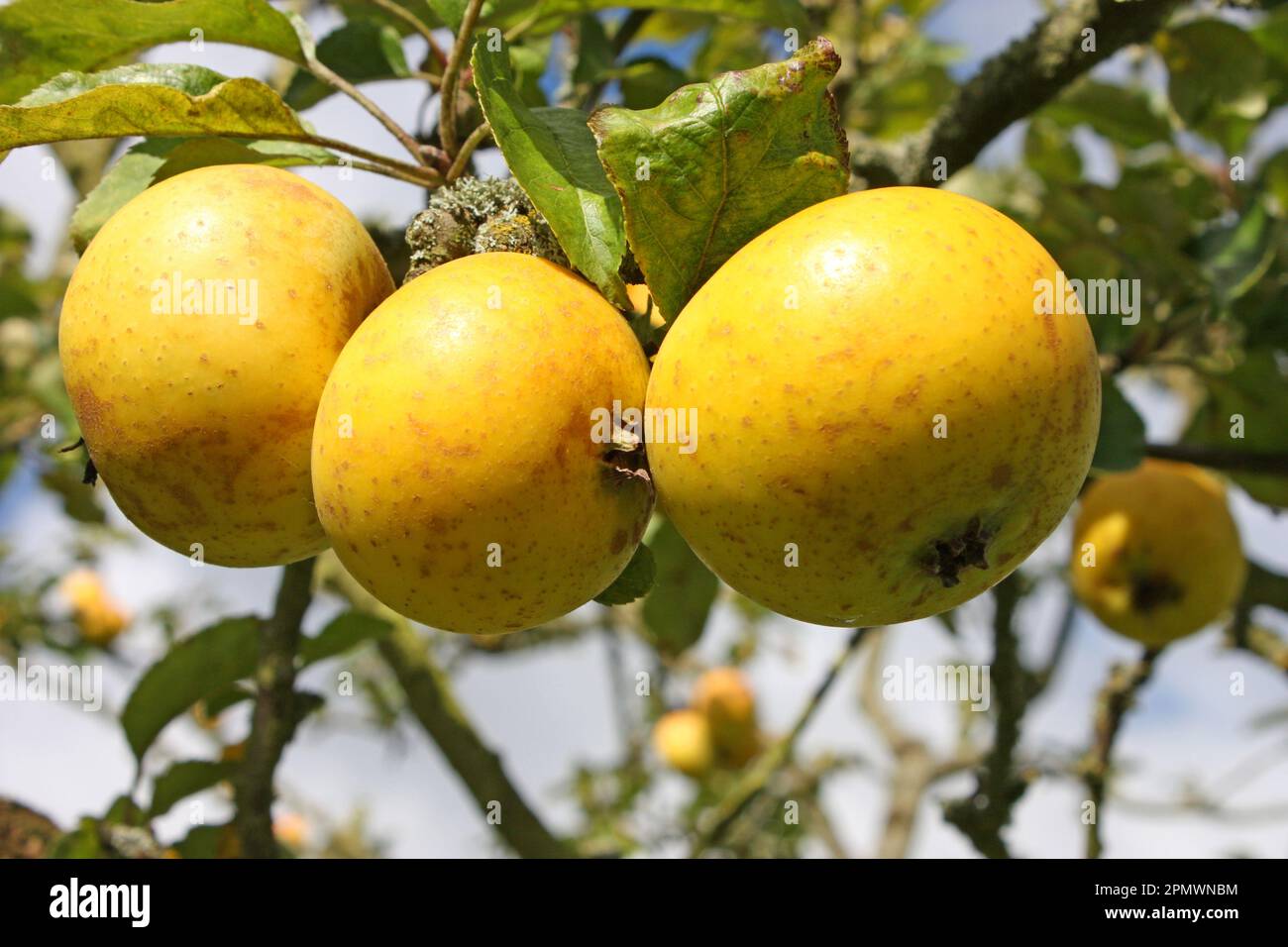 Three Apples of a Vintage Variety on the Tree Stock Photo - Alamy