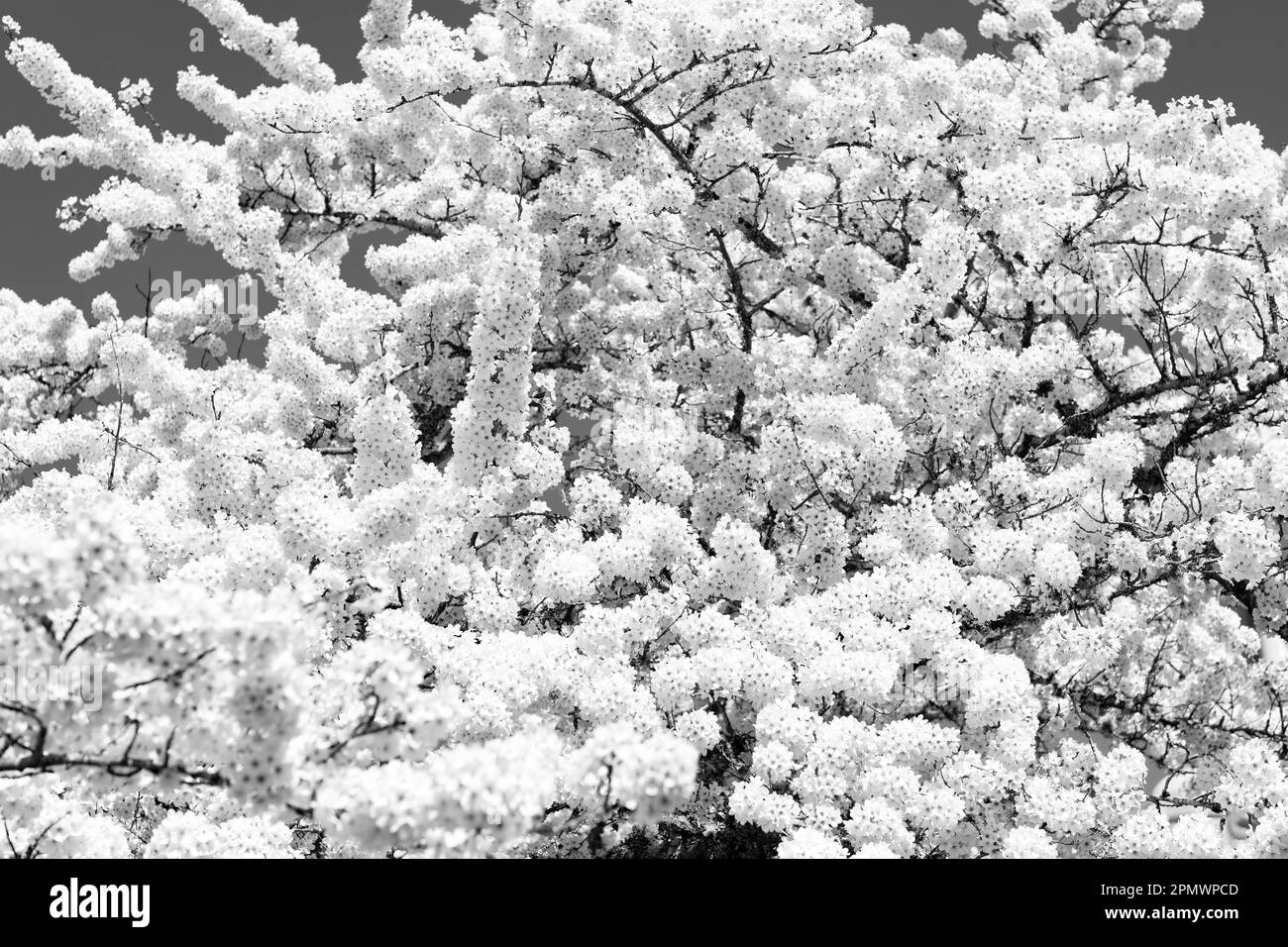 Spring flowering beautiful cherry tree Black and White Stock Photos ...