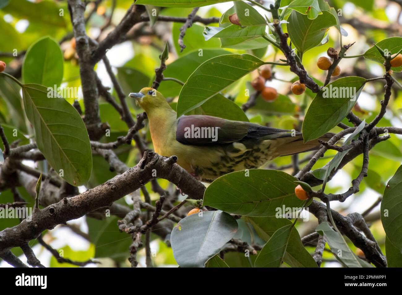 Wedge-tailed green pigeon or Kokla green pigeon (Treron sphenurus ...