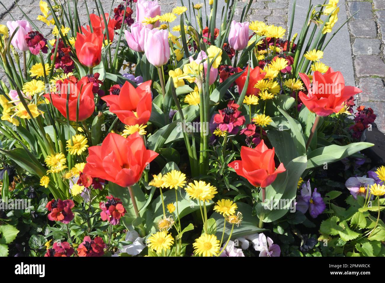 Copenhagen /Denmark/15 April 2023/ Tulips flowers and daisy flowers and ...