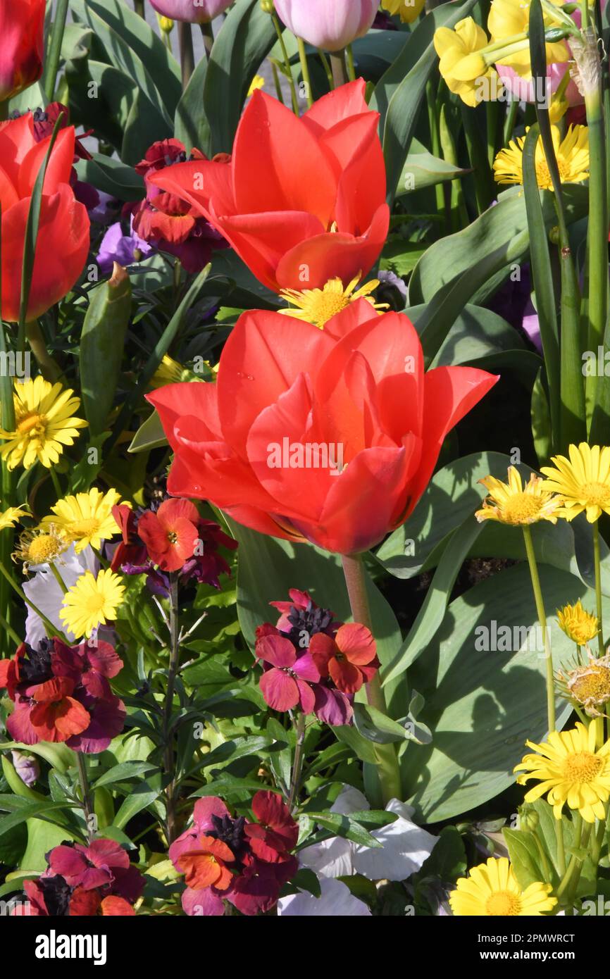 Copenhagen /Denmark/15 April 2023/ Tulips flowers and daisy flowers and ...