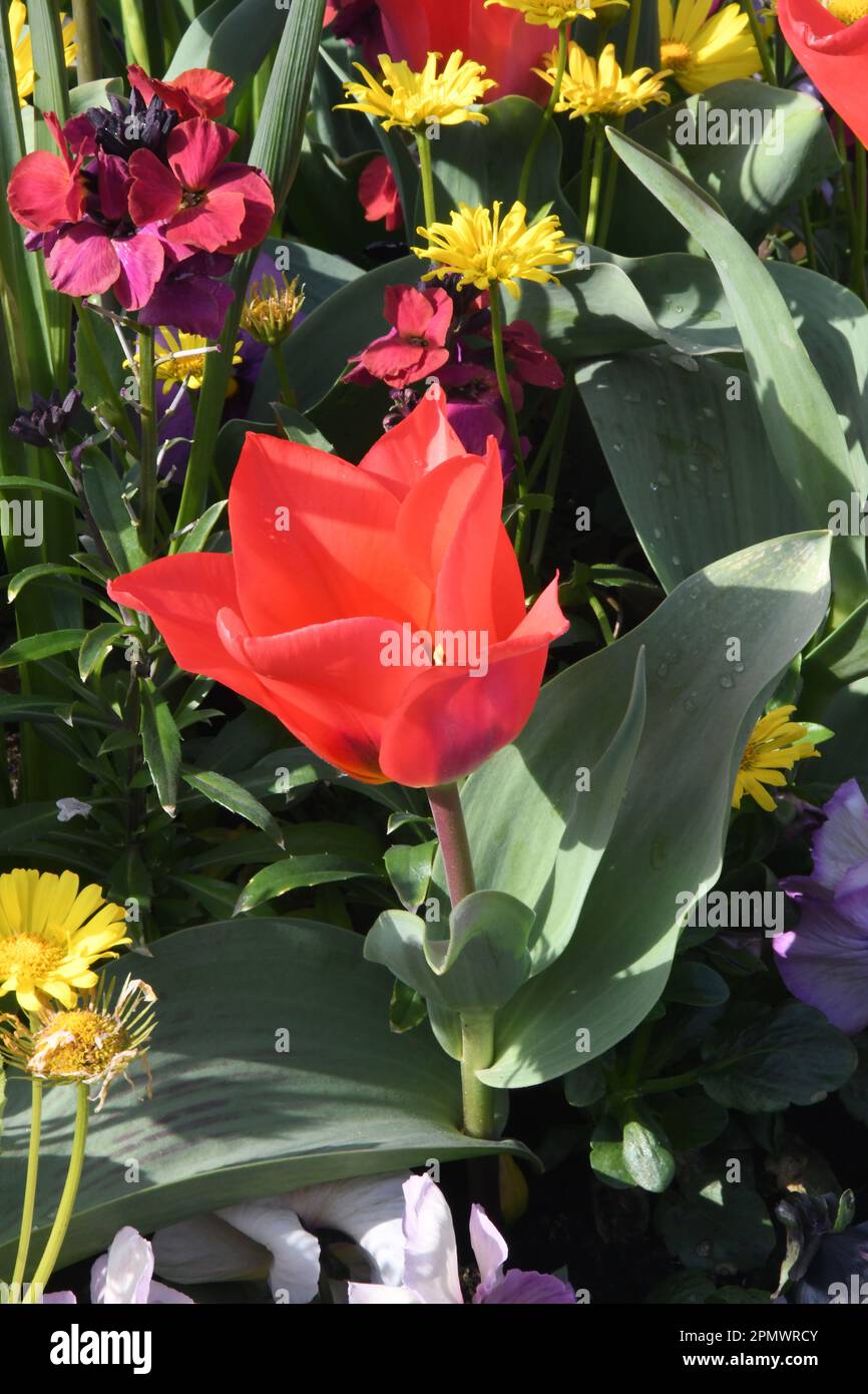 Copenhagen /Denmark/15 April 2023/ Tulips flowers and daisy flowers and ...