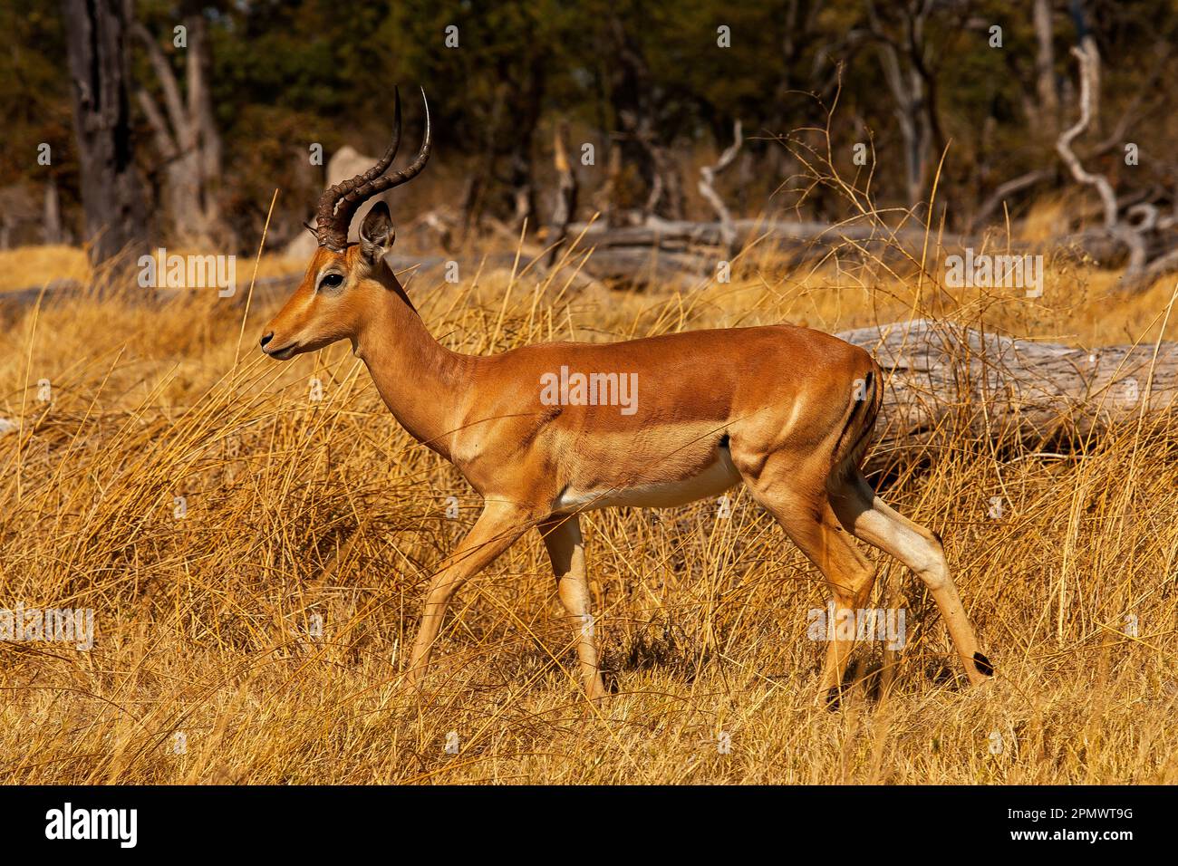 Impala on the Okavango Delta, Moremi Game Reserve, Botswana Stock Photo ...