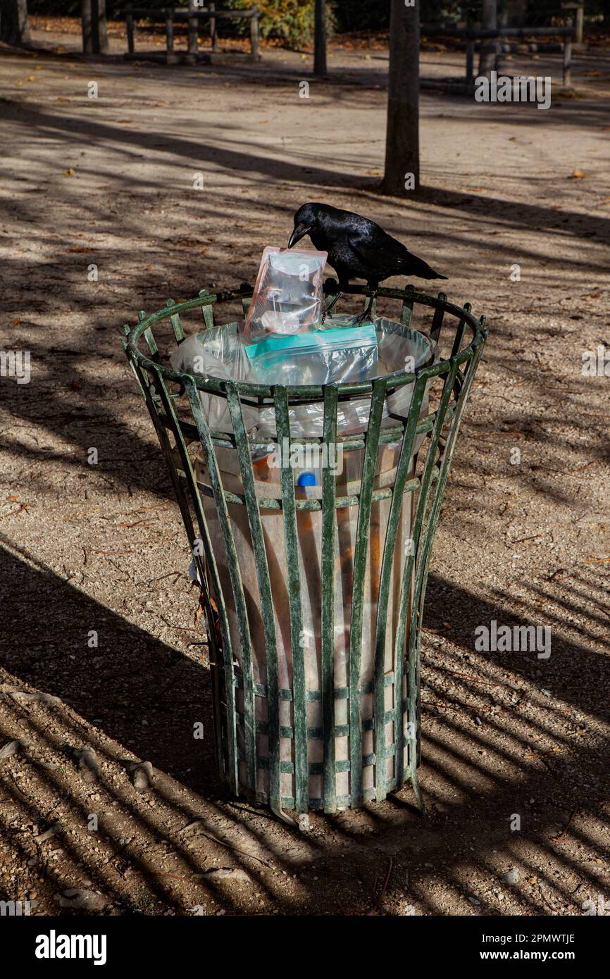 Crow eating garbage hi-res stock photography and images - Alamy