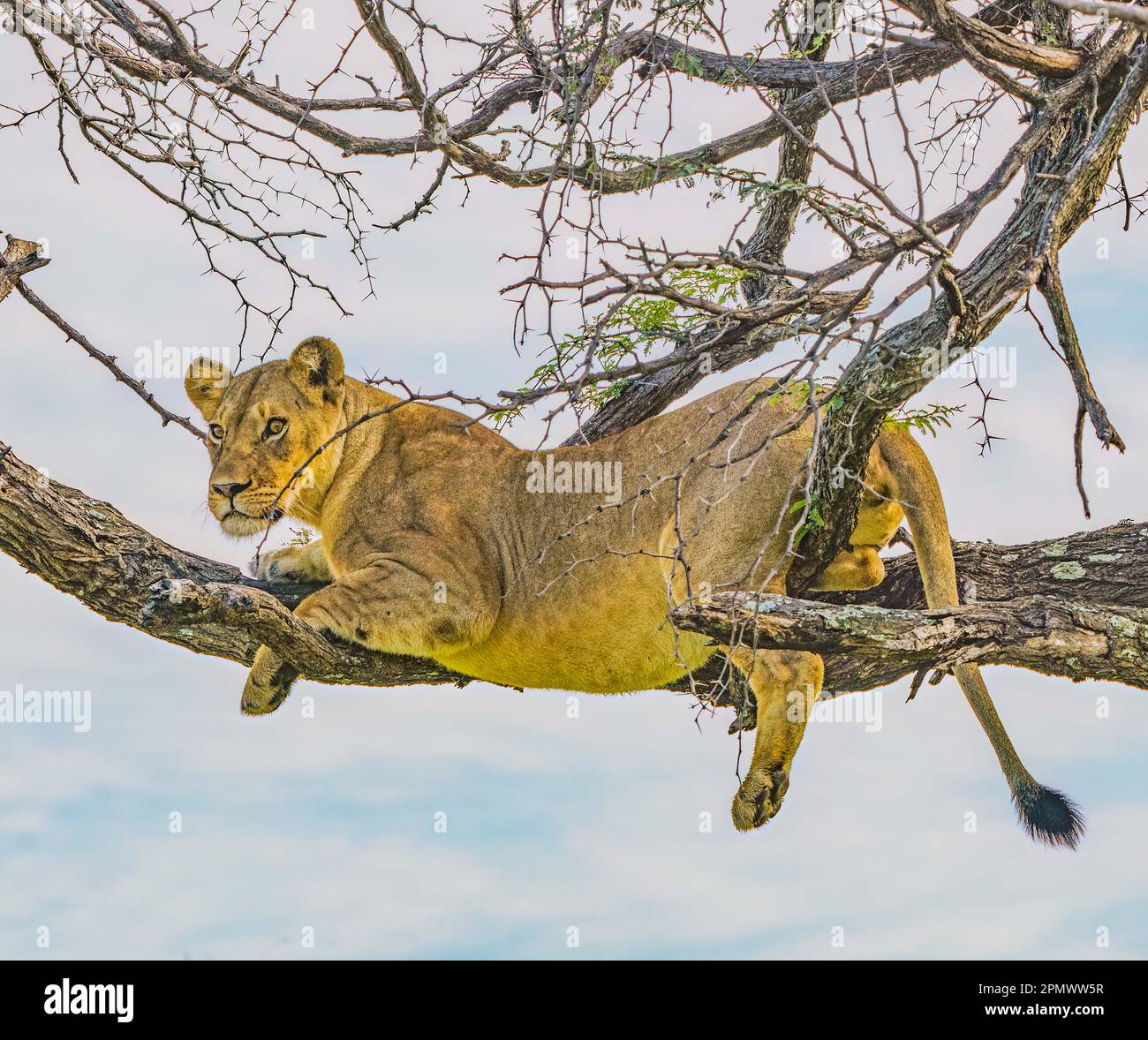 King of the jungle tree hi-res stock photography and images - Alamy