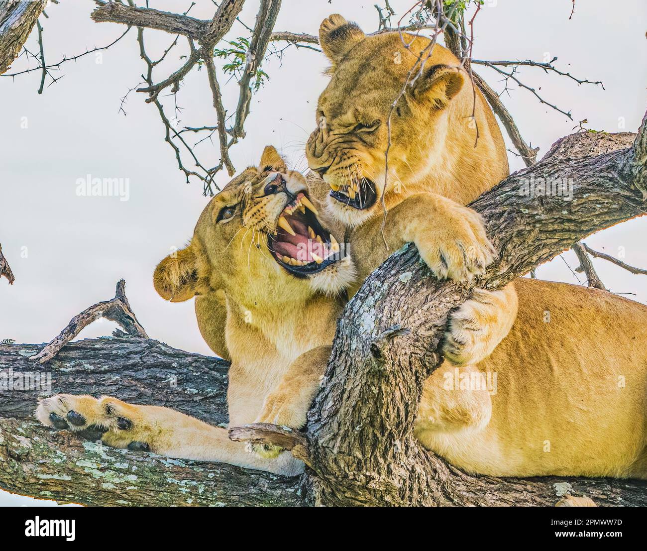 Lion up Tree Stock Photo - Alamy