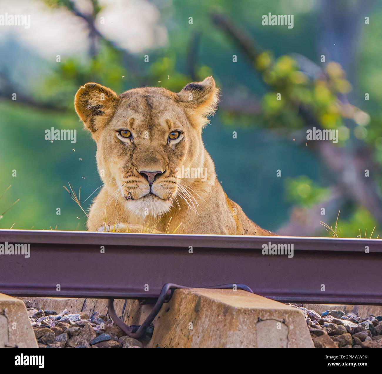 African lions relaxing in tree hi-res stock photography and images - Alamy