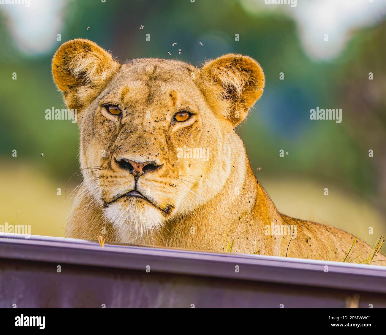 African lions relaxing in tree hi-res stock photography and images - Alamy