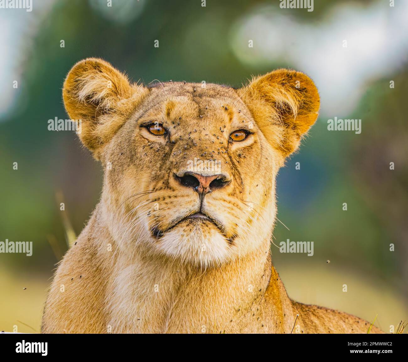 Lion and railway hi-res stock photography and images - Alamy
