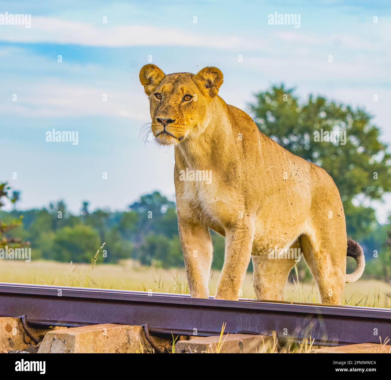 Lions on Railway Track Stock Photo - Alamy