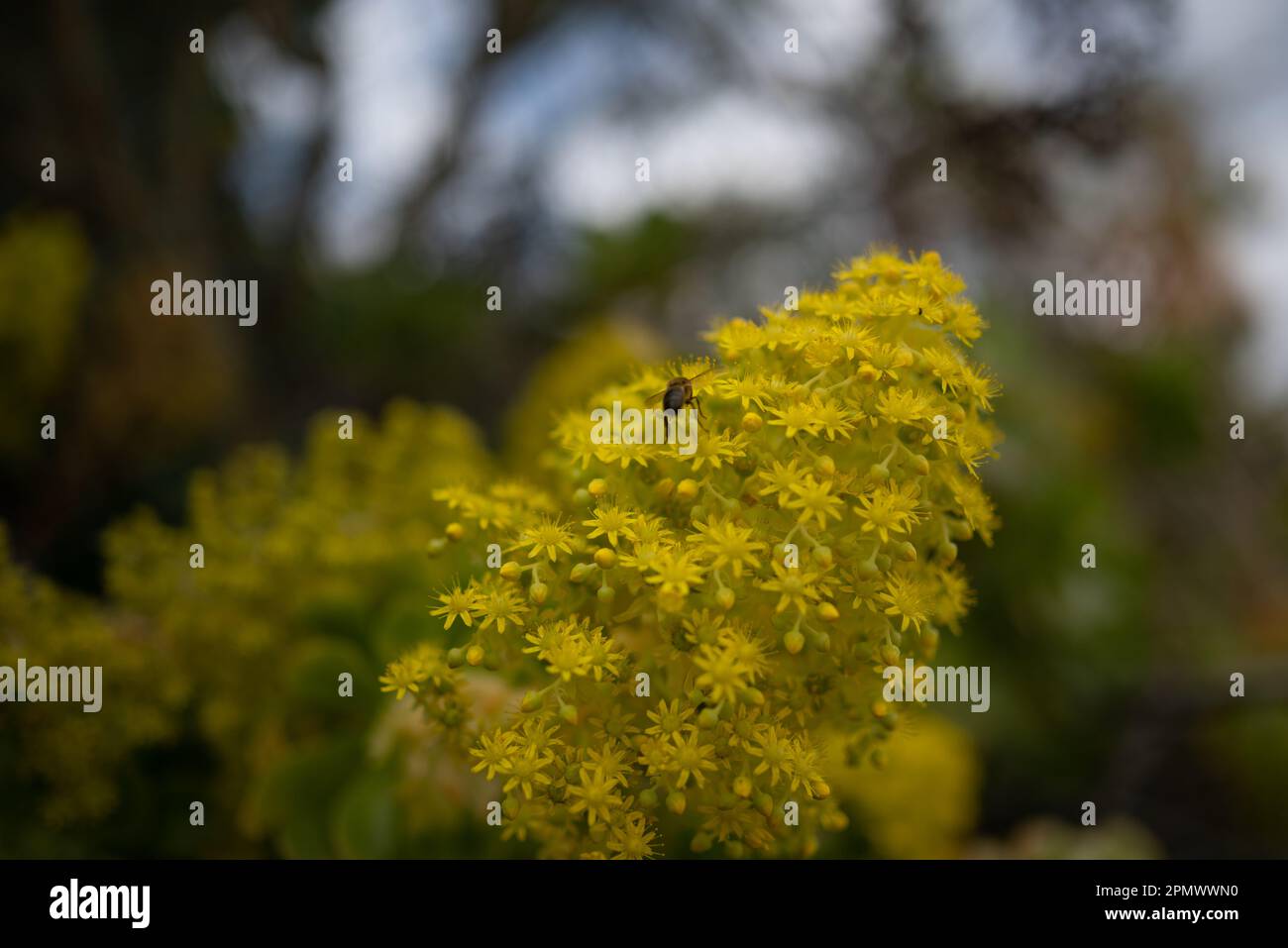 Yellow flowers on green leaves background. Tree aeonium, Irish rose ...