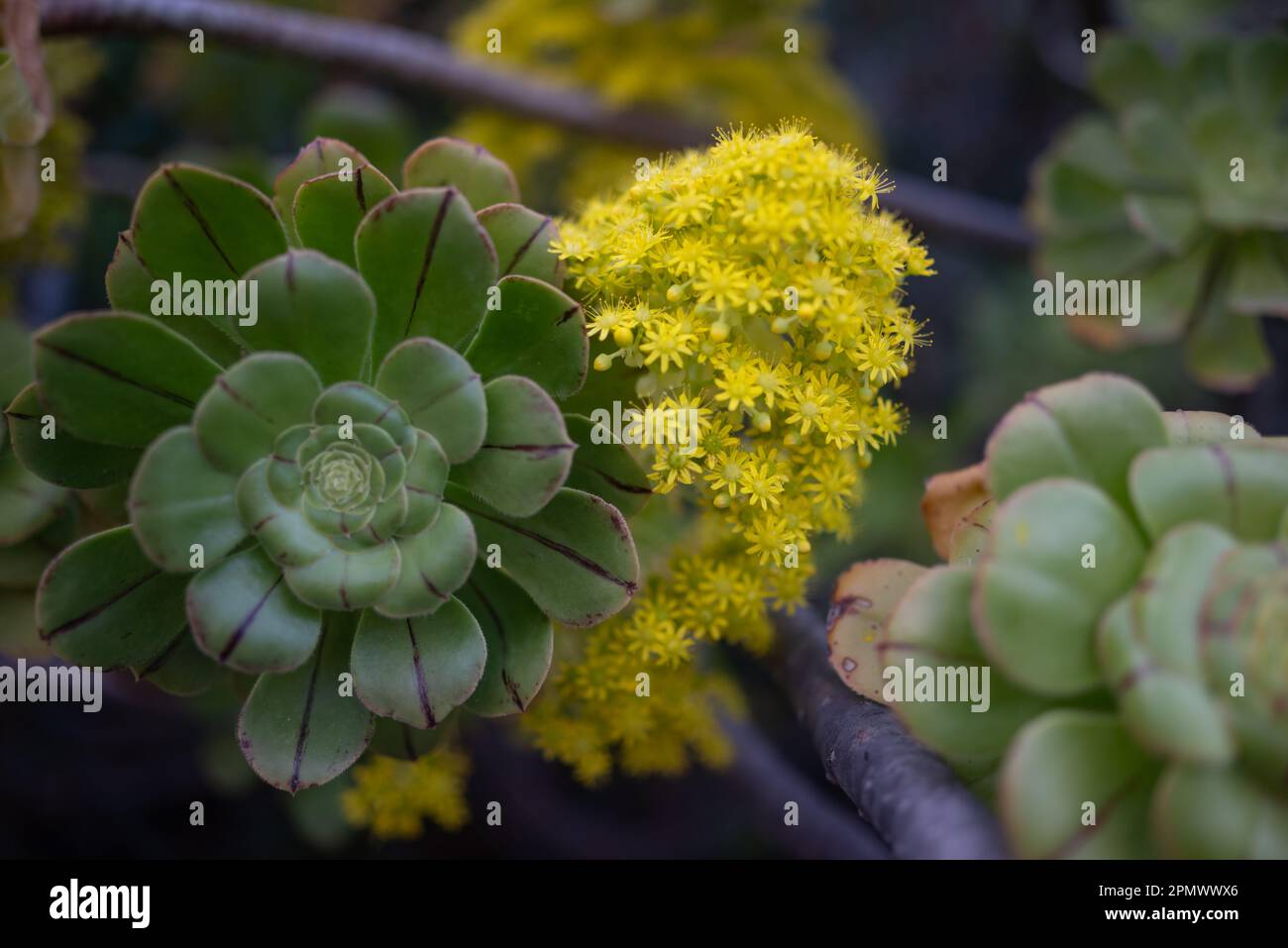 Yellow flowers on green leaves background. Tree aeonium, Irish rose ...