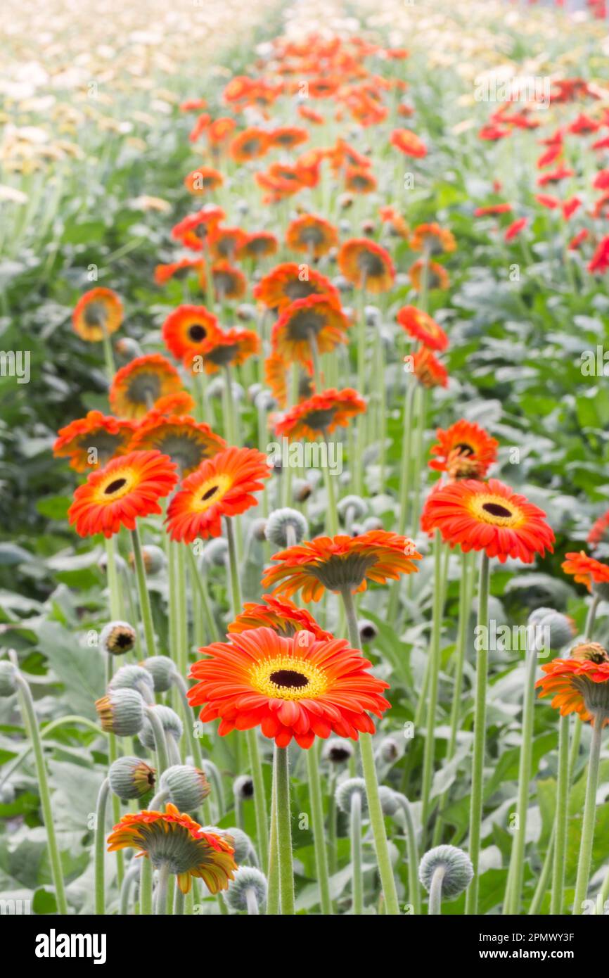 Dutch Greenhouse with orange blooming Gerberas in a row Stock Photo - Alamy