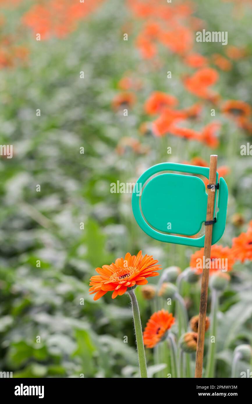 Gerberas in greenhouse hi-res stock photography and images - Alamy