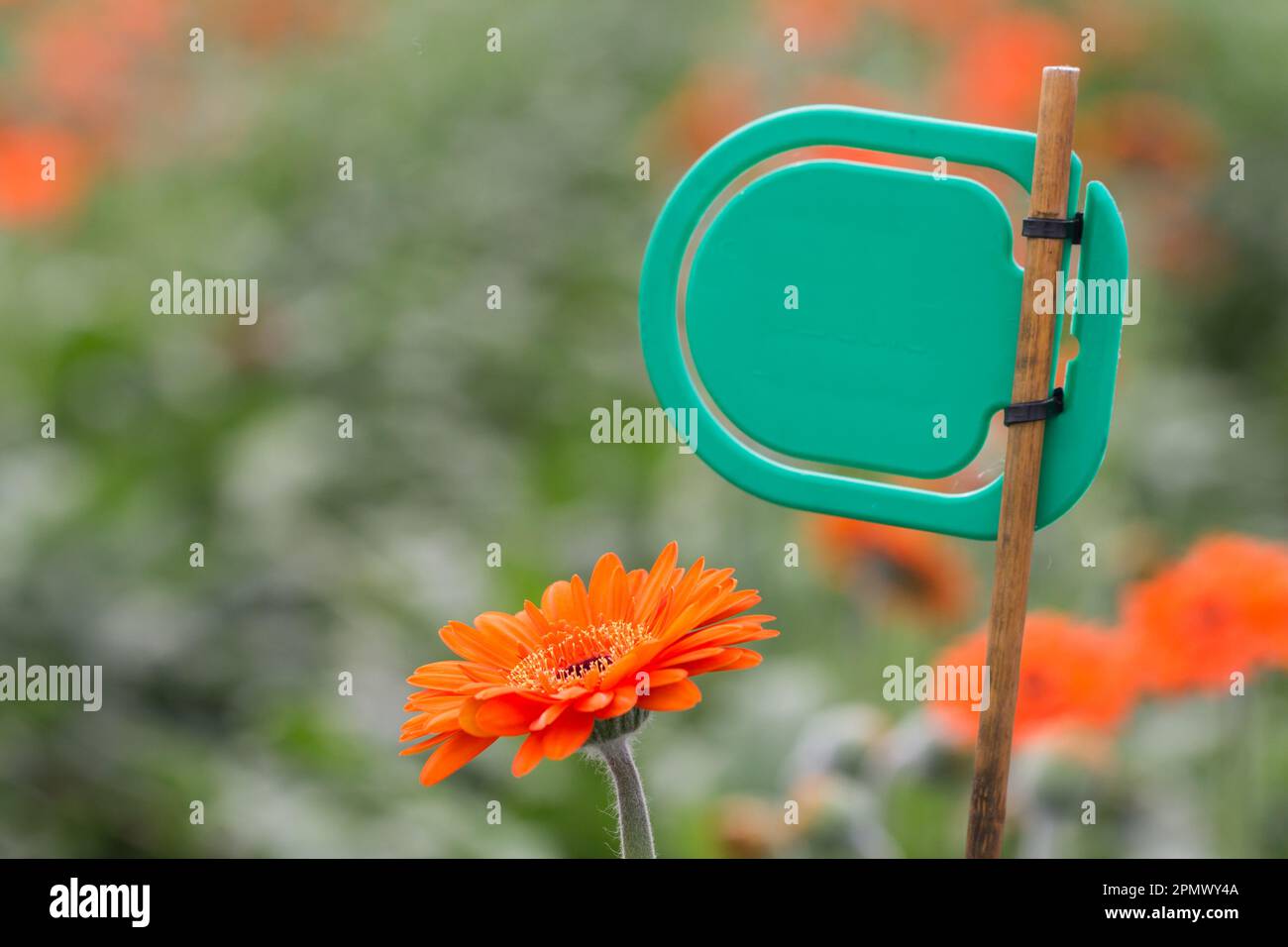 Dutch Greenhouse with orange blooming Gerberas in a row Stock Photo - Alamy