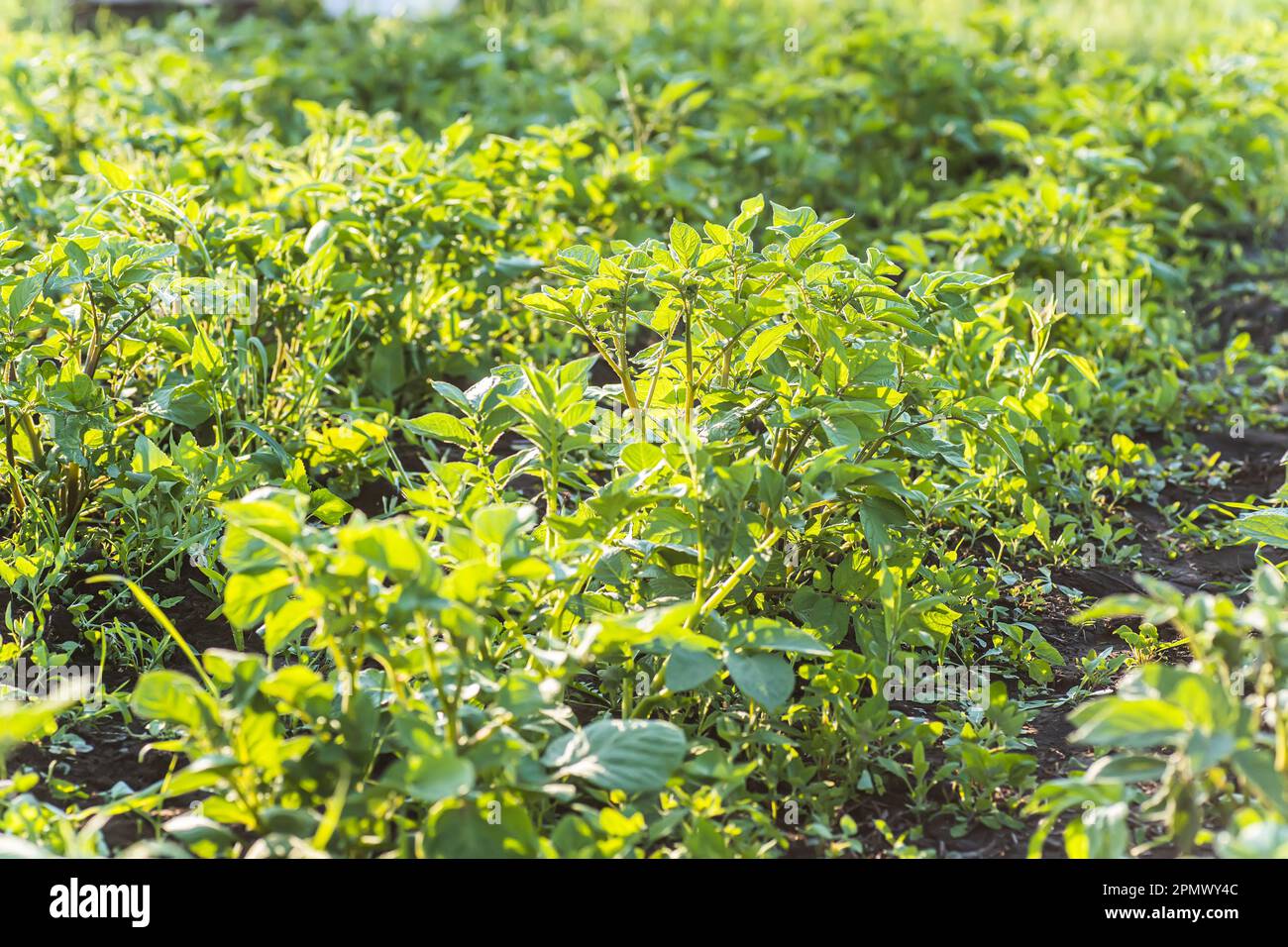 Unprocessed, unocidished, weed and grass covered potatoes plant. Young ...