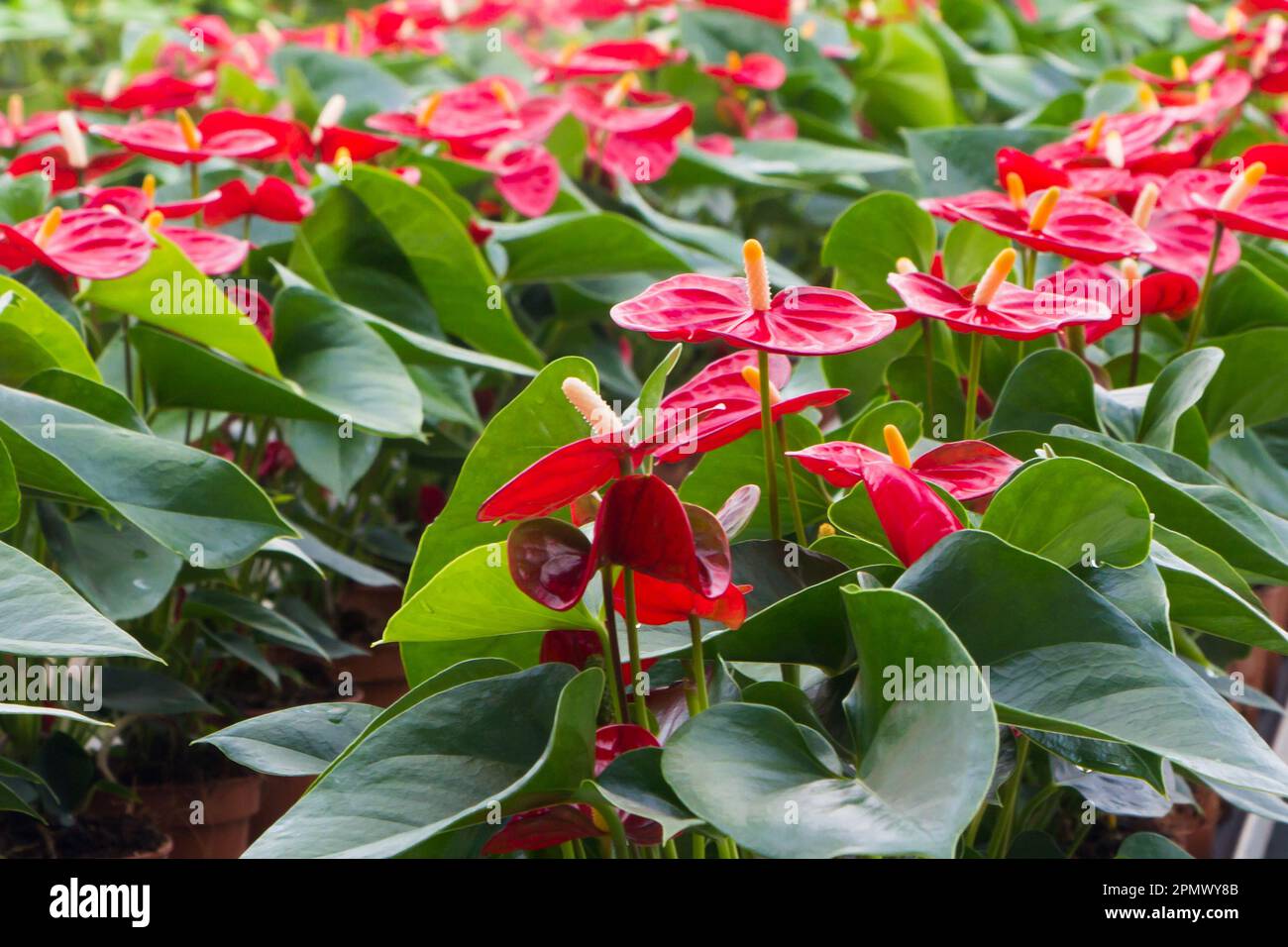 Red anthurium flowers growing in a Ducth greenhouse Stock Photo - Alamy