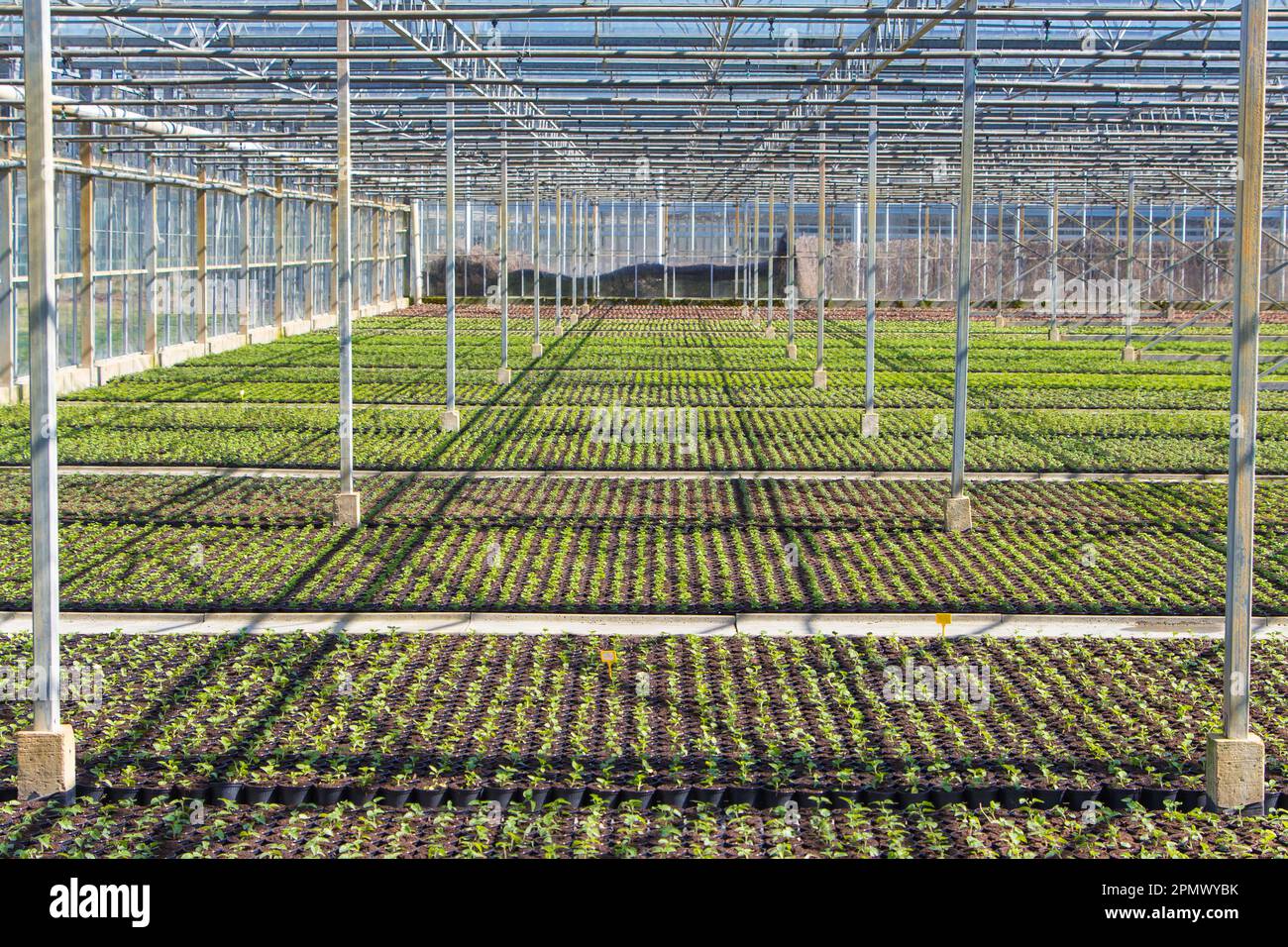Large Dutch greenhouse flower nursery with seedlings Stock Photo - Alamy