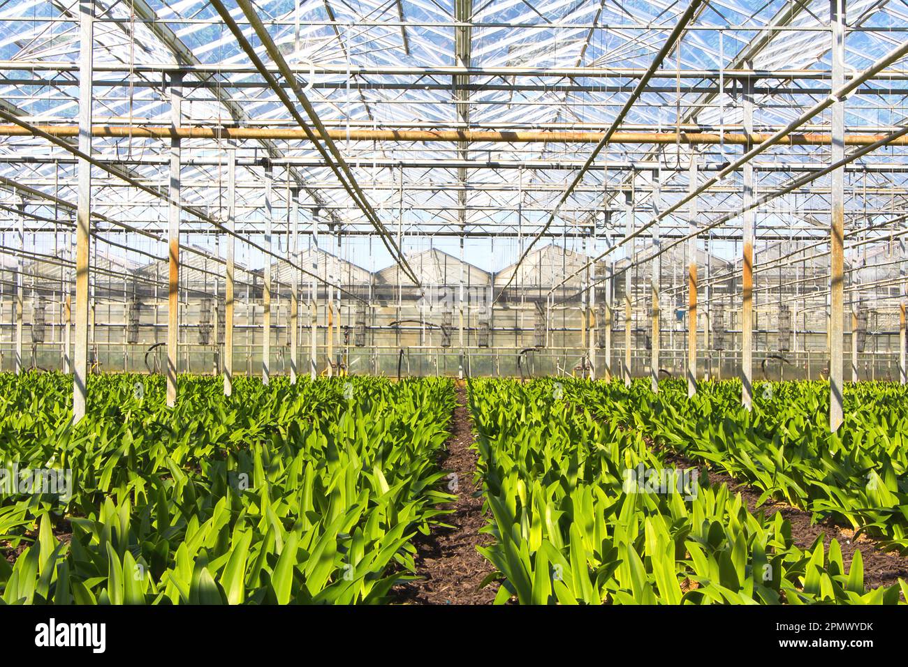 Large Dutch greenhouse flower nursery with seedlings of Amaryllis plant ...