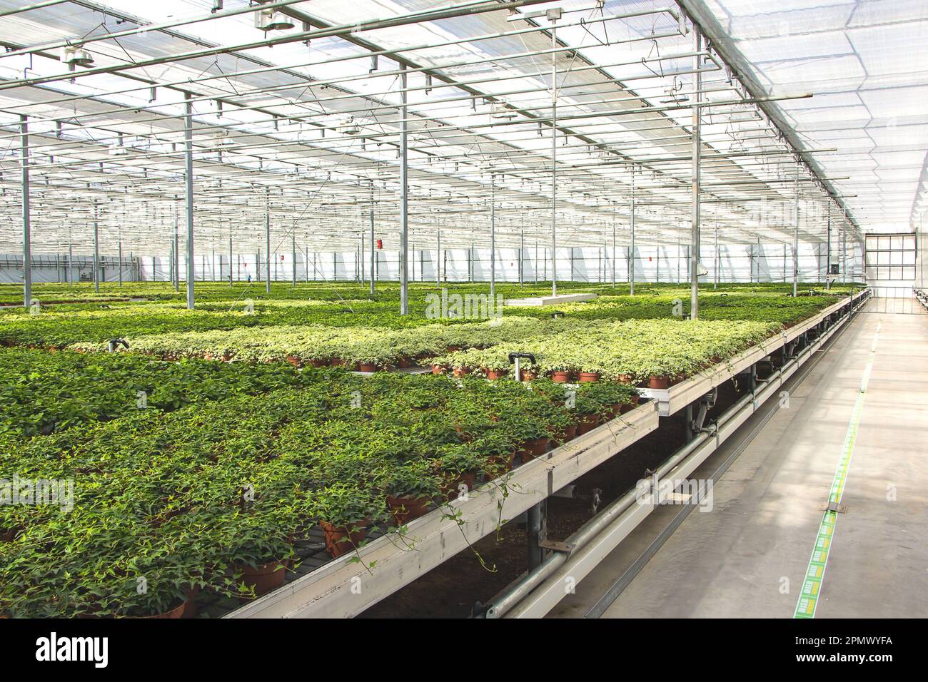 Panoramic plant nursery hi-res stock photography and images - Alamy