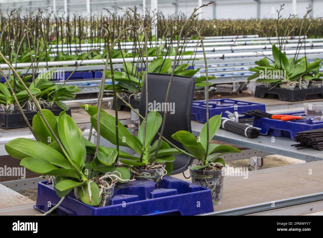 Dutch Greenhouse nursery of beautiful purple orchids or Phalaenopsis ...