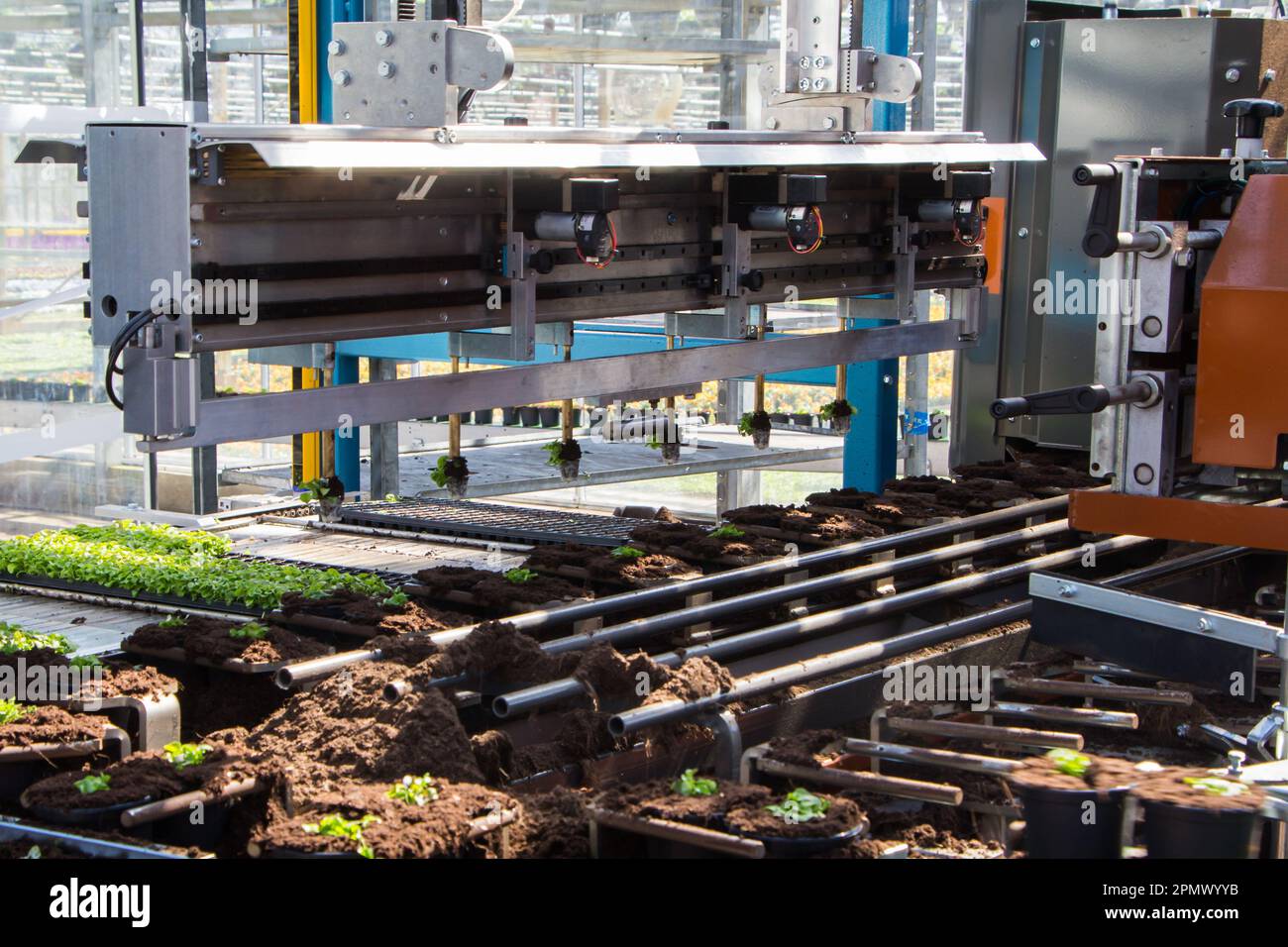 Machine n a greenhouse for planting large amounts of seedlings in rows ...