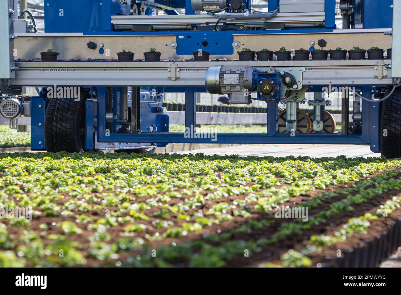 Machine n a greenhouse for planting large amounts of seedlings in rows ...
