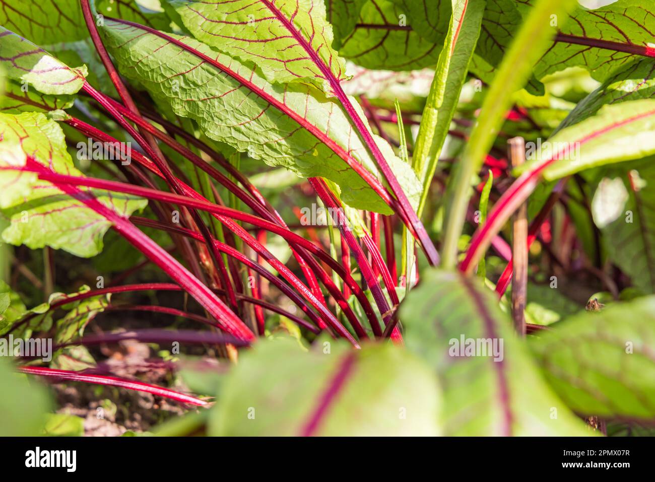 Growning colorful rainbow chard in greenhouse in Groessen municipality ...