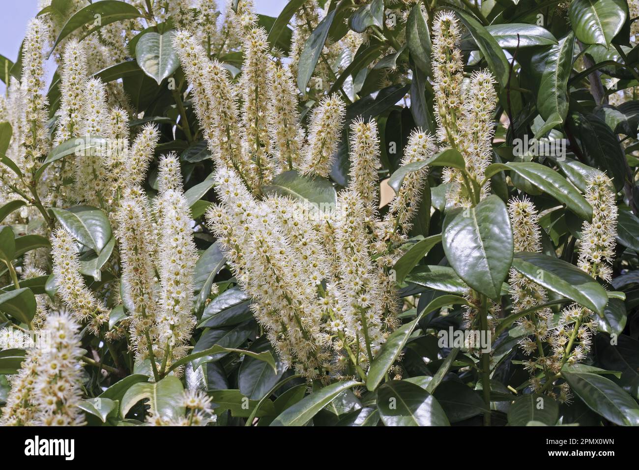 shrub of cherry laurel, flowers and leaves, Prunus laurocerasus ...