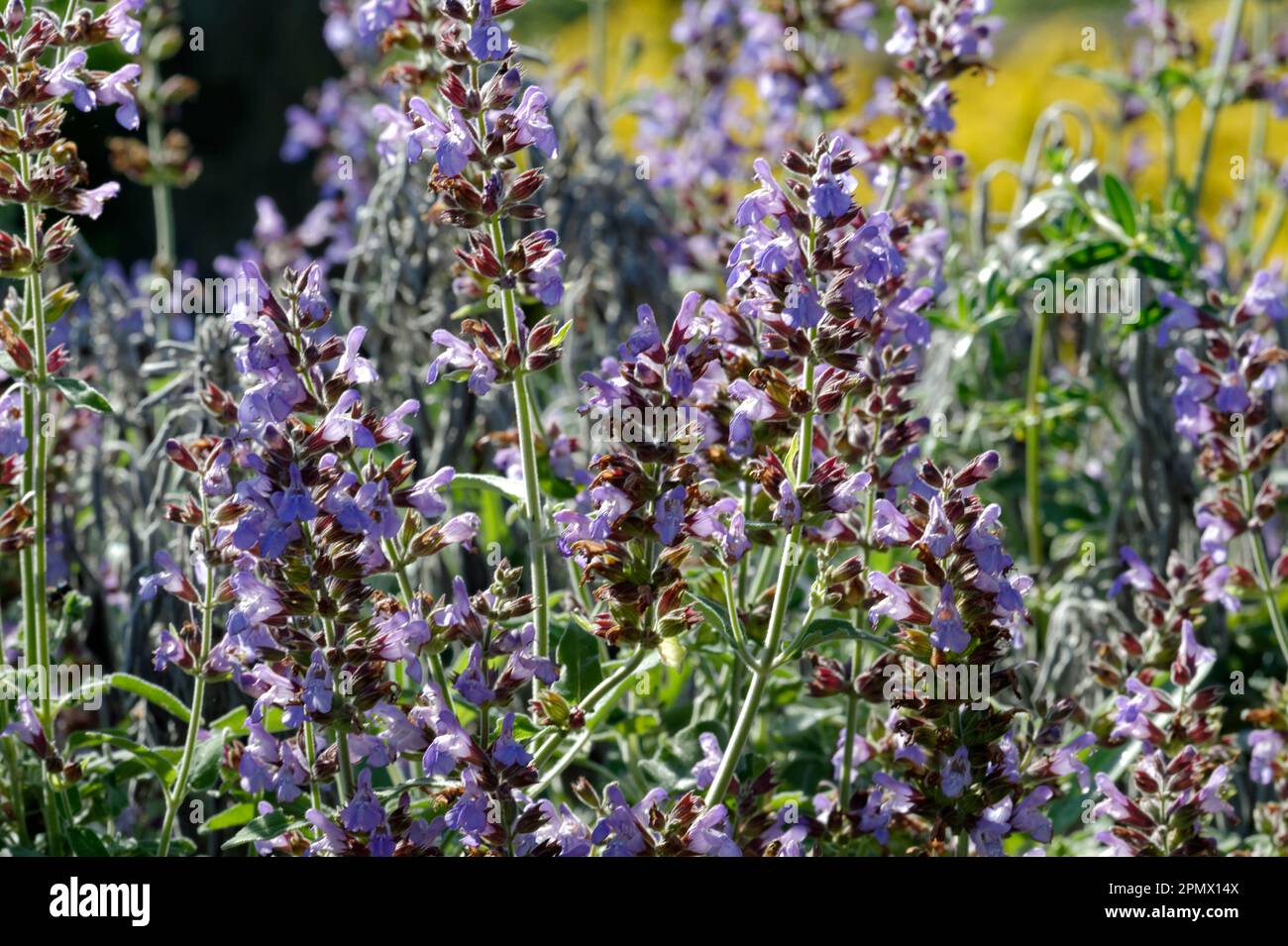 Photo of the common sage salvia officinalis Stock Photo - Alamy