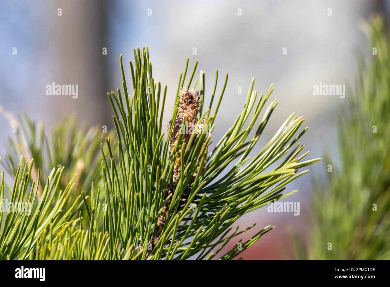 Young pine shoots on a sunny April day Stock Photo - Alamy
