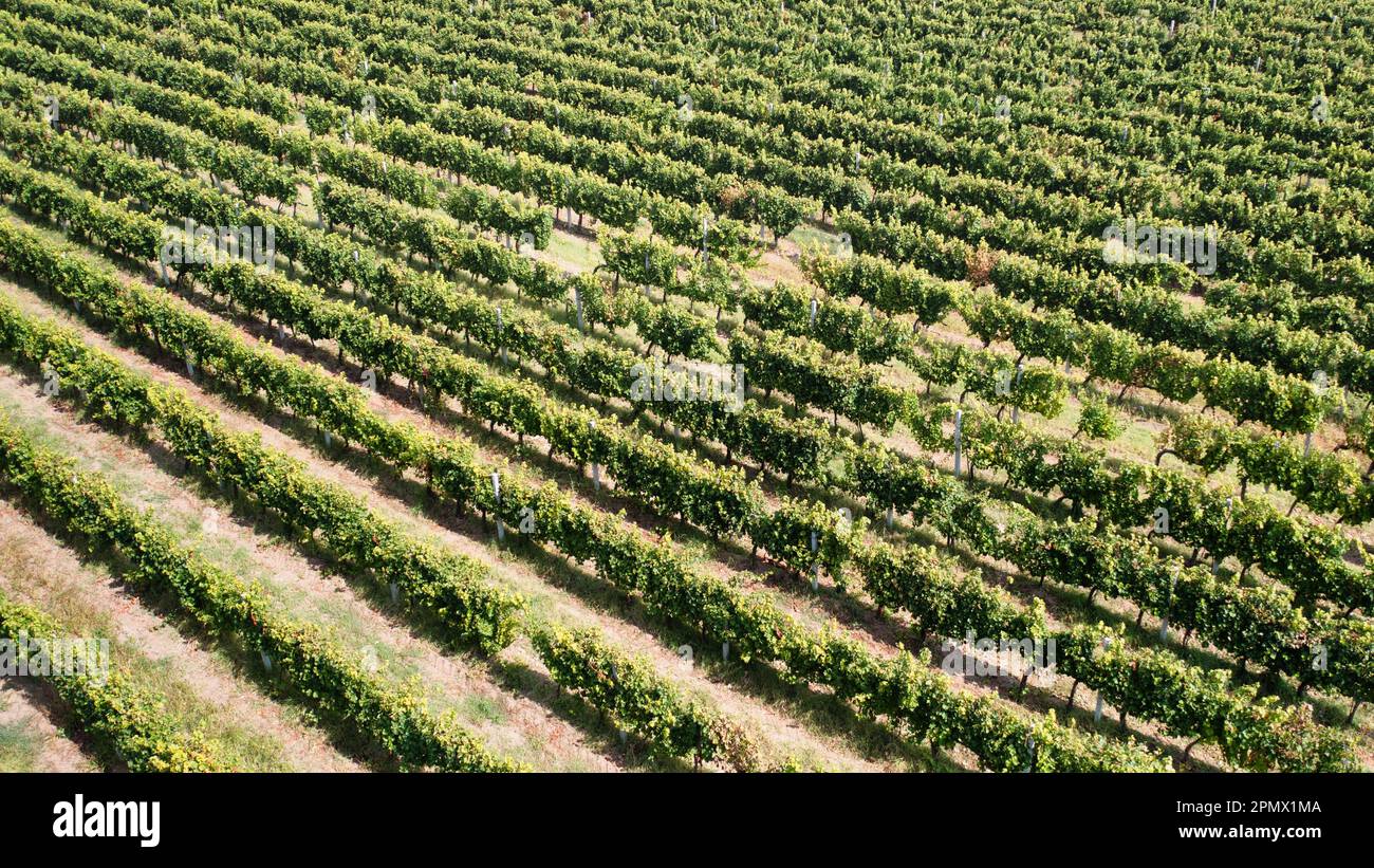 Experience the natural beauty of a vineyard's rolling hills, with ...