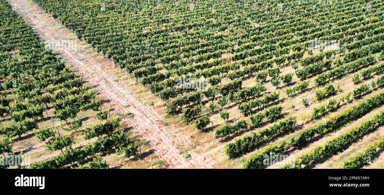 vineyard from an aerial perspective, with rows of grapes that are ripe ...