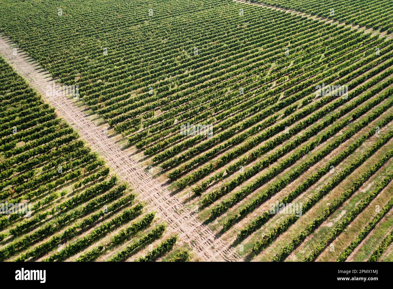 grapevine plantation from above, showcasing rows of rich and bountiful ...