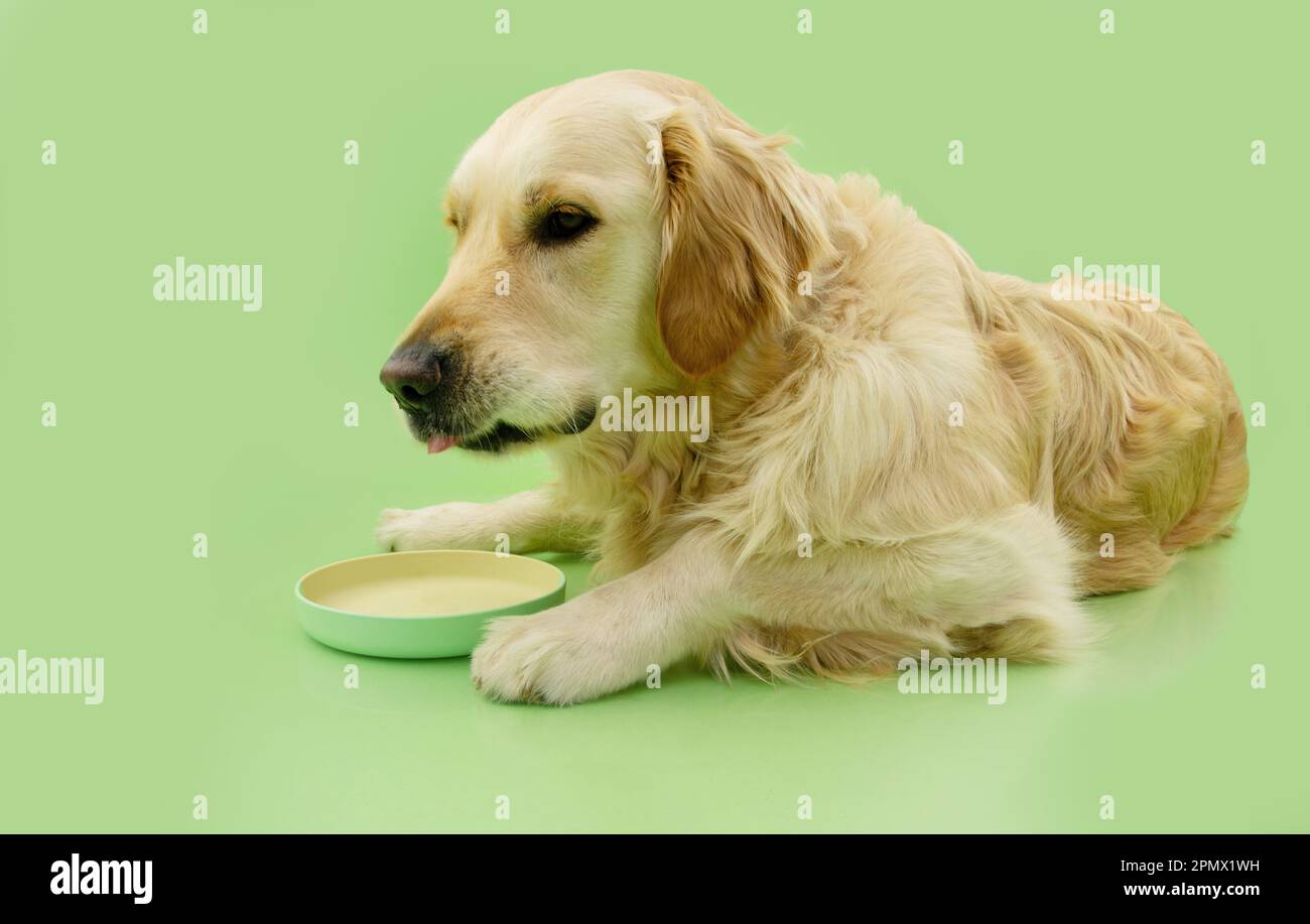 Portrait golden retriever puppy dog eating with disgusted expression ...