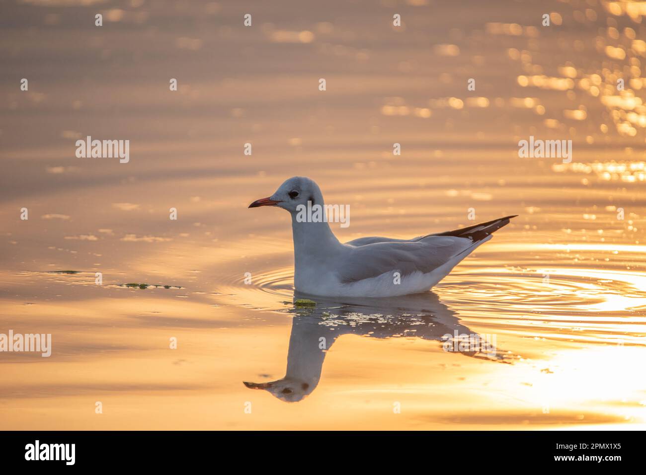 Immerse yourself in the serenity of this breathtaking photograph ...