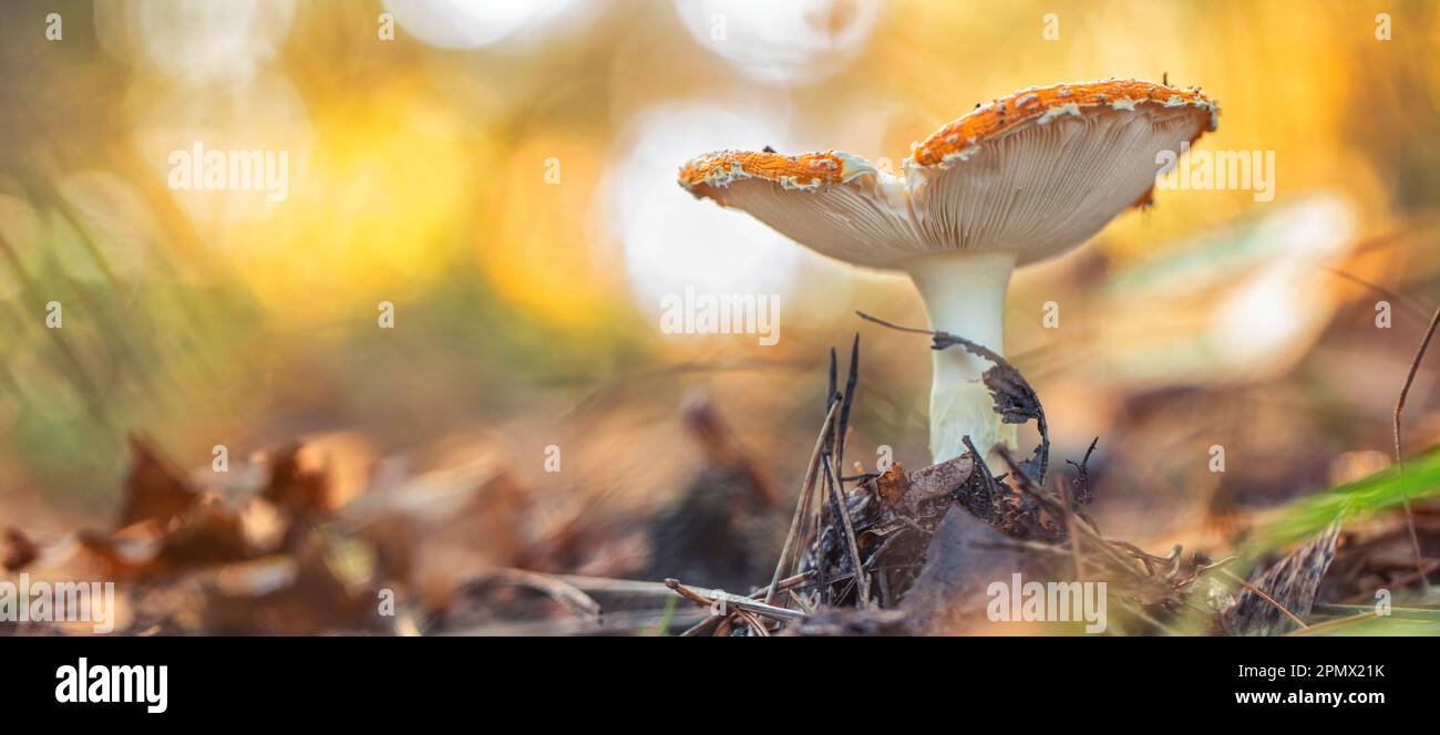 beautiful, soft focus image of a stunning red mushroom with a unique ...