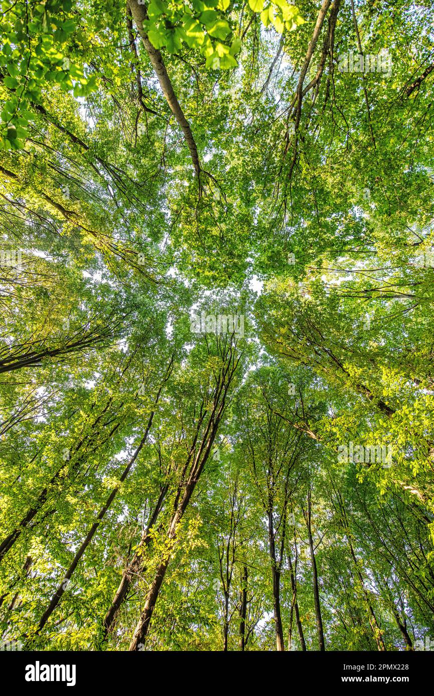 Experience the enchanting beauty of a mystical autumnal forest with ...